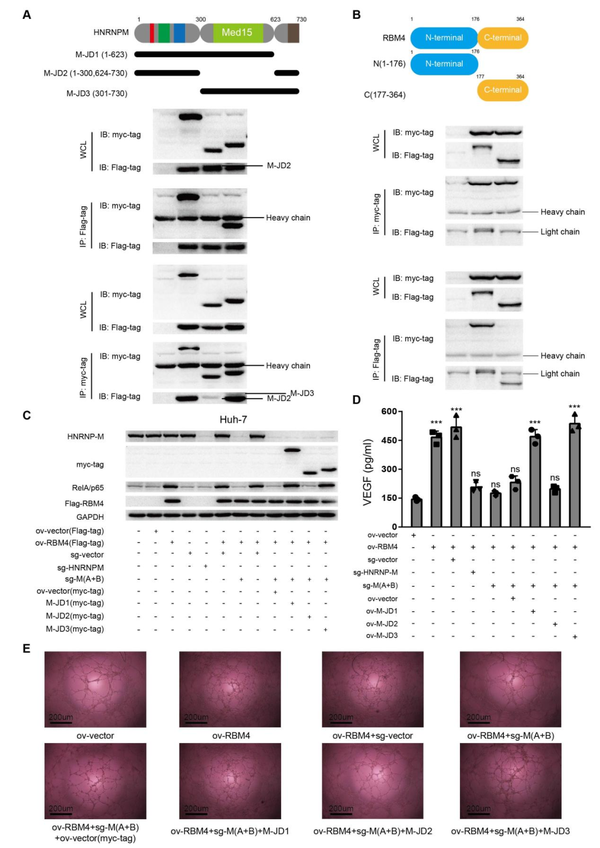Pharmacol Res | 周国雄/叶军团队研究发现RBM4通过选择性激活VEGF-A的表达来促进肝癌中的血管生成 - 知乎