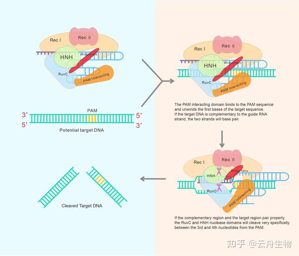 dCas9-KRAB CRISPRi（CRISPR interference）慢病毒载体系统—云舟生物 - 知乎