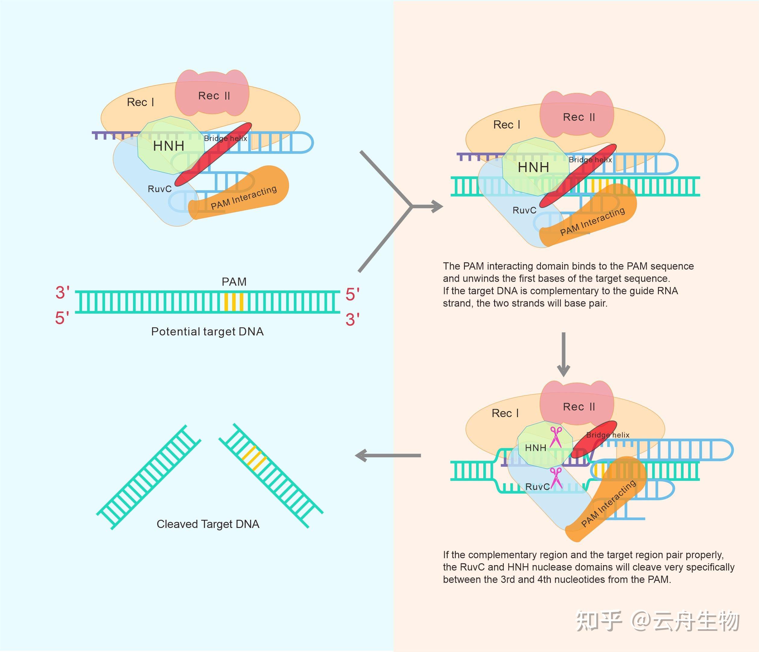 dCas9-KRAB CRISPRi（CRISPR interference）慢病毒载体系统—云舟生物 - 知乎