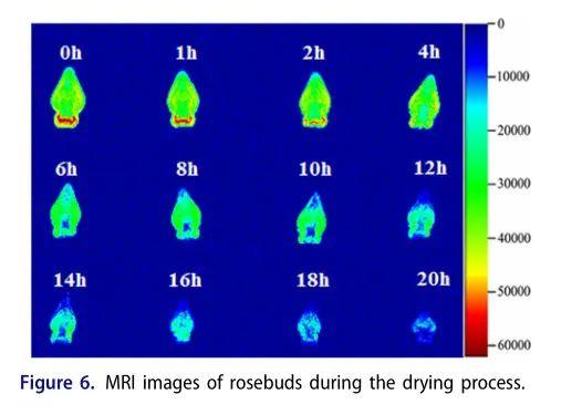 综述： LF-NMR和MRI技术在水分动力学及果蔬品质研究中的应用 - 知乎