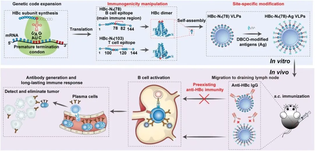 前沿！VLP位点的特异性修饰竟然可以提高抗肿瘤能力、降低自身免疫原性 - 知乎