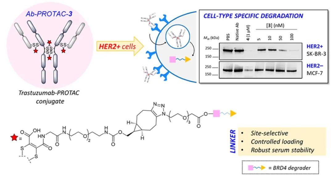 PROTAC与抗体偶联药物的结合 | MedChemExpress - 知乎