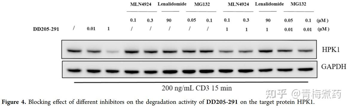 JMC|发现新型用于癌症免疫治疗的高效的、选择性的基于PROTAC的HPK1降解剂 - 知乎
