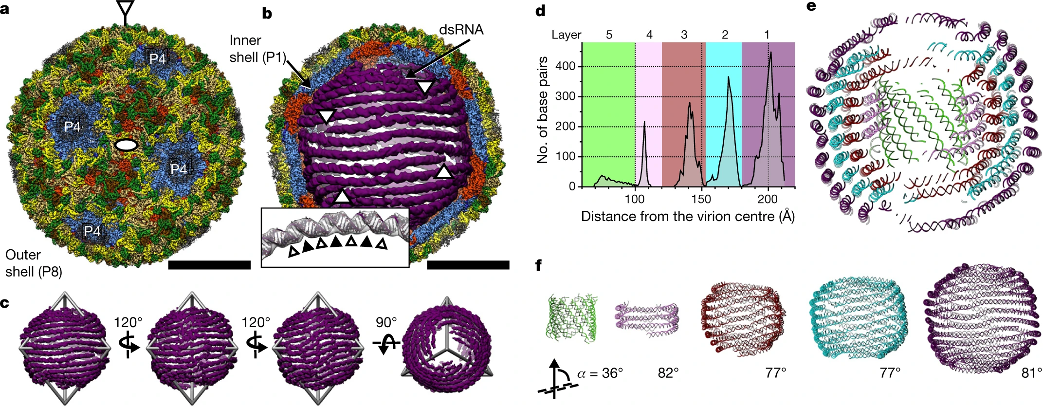 噬菌体的主要种类 - 下：RNA噬菌体（囊状病毒科） - 知乎
