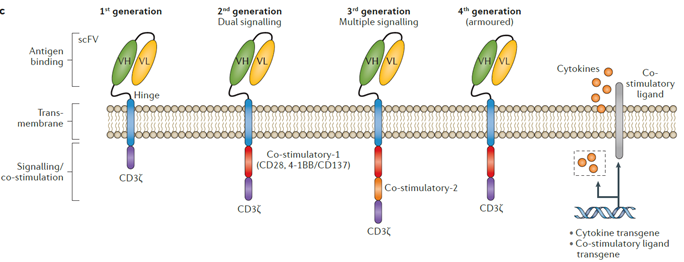 CGT系列 | CAR-T疗法工艺开发策略 - 知乎