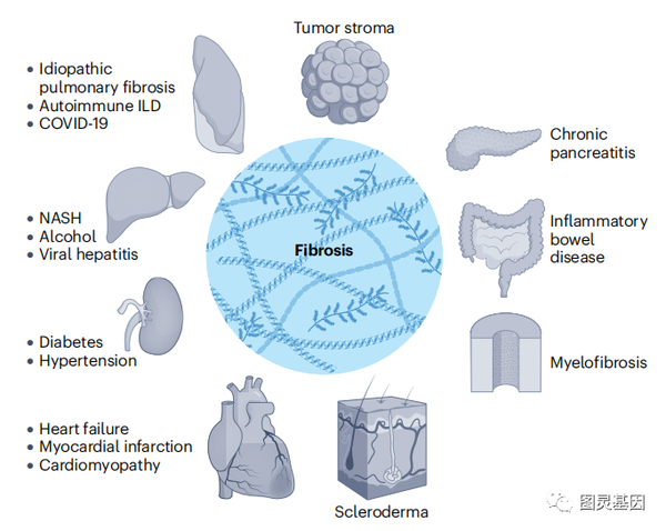 Nat Immu | 人体纤维化免疫学 - 知乎