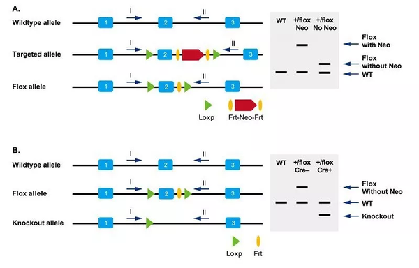 GENOTYPING 101 - 知乎