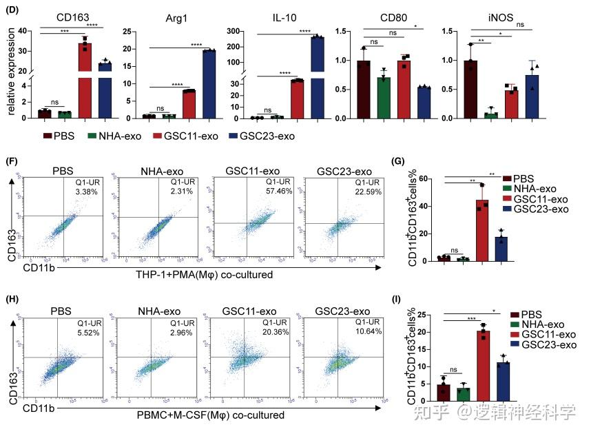 CNSNT︱苏州大学董军团队发现胶质瘤干细胞调控巨噬细胞极化新机制 - 知乎