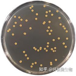 手把手教你做GB 4789.2-2016菌落总数测试 - 知乎
