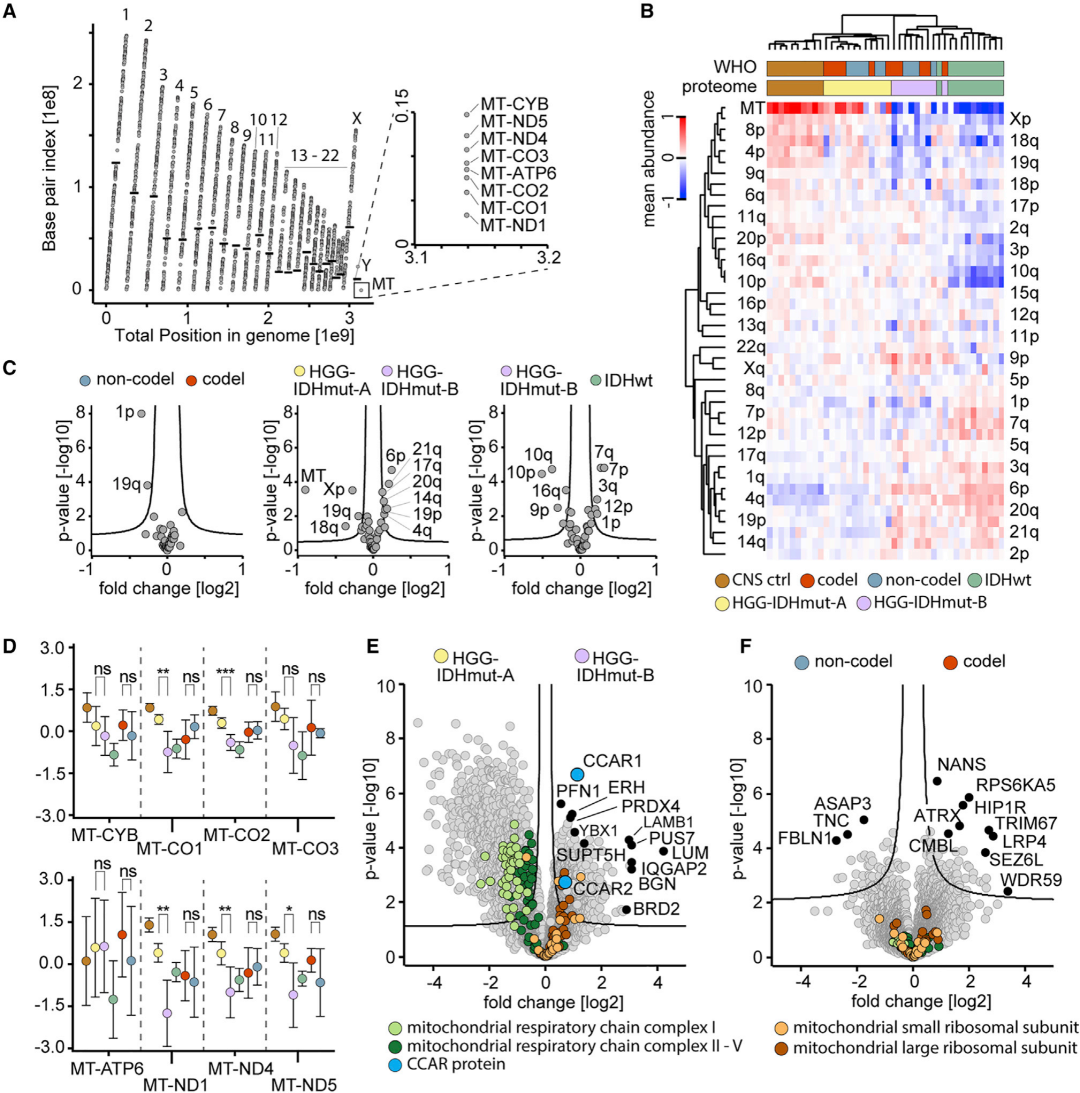 IF16! 基于蛋白质组学发现新的IDHmut胶质瘤分类亚型 - 知乎