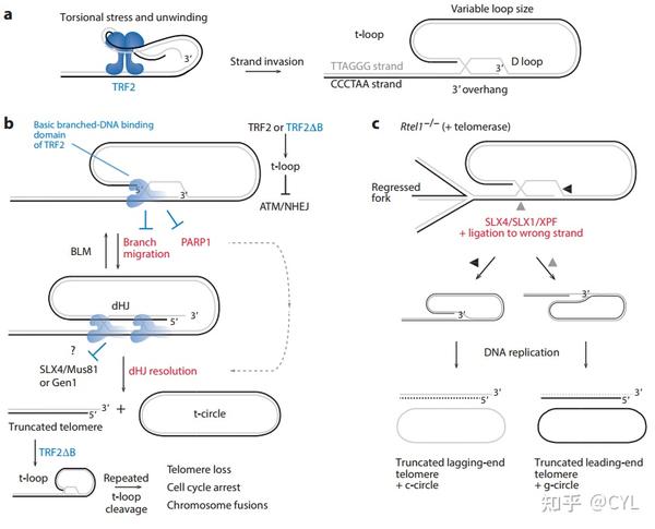 【文献翻译】Shelterin-Mediated Telomere Protection - 知乎