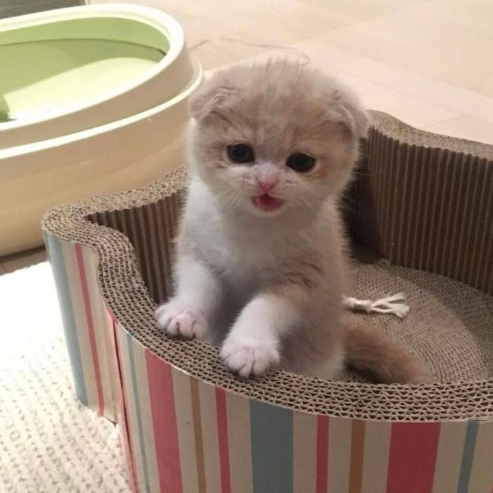 救命,我家猫又乱尿了怎么办? 知乎