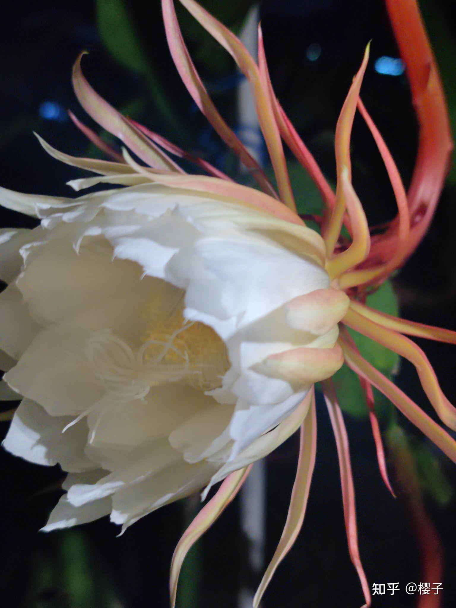 偶遇昙花一现 - 知乎