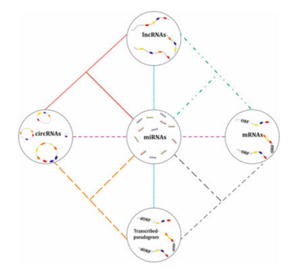 ceRNA机制研究常见套路 - 知乎