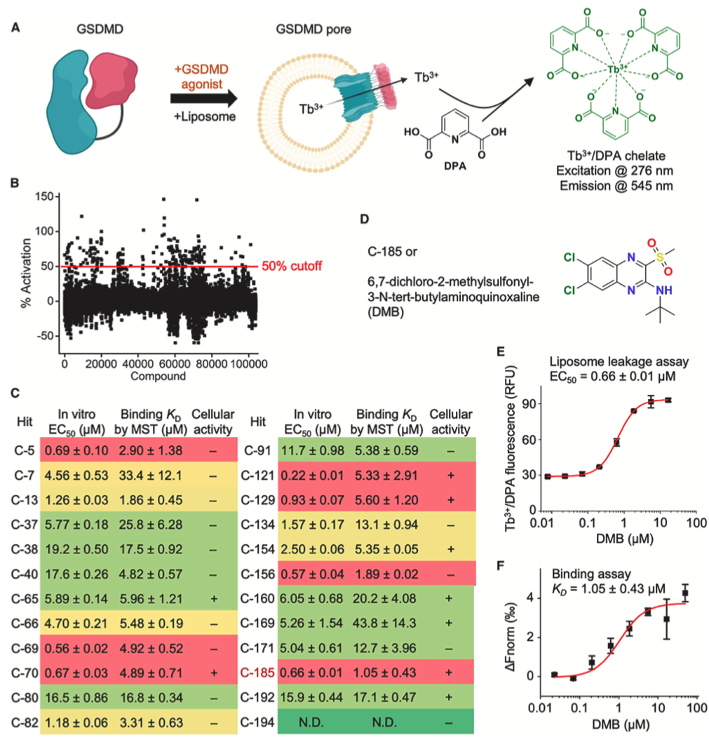 Cell丨GSDMD新型激动剂可不裂解GSDMD直接发挥抗肿瘤效果，且无毒性 - 知乎