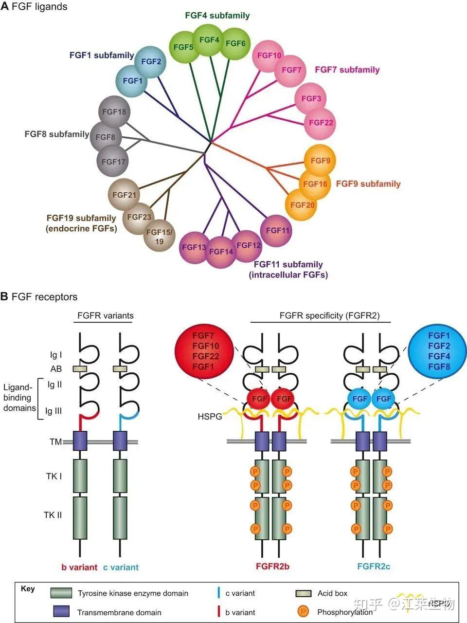 了不起的成纤维细胞生长因子(FGF)家族 - 知乎