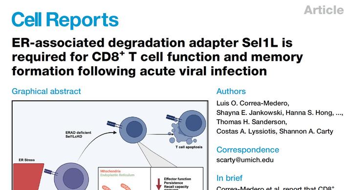 Cell Reports | ERAD介导的内质网应激应答参与T细胞激活 - 知乎