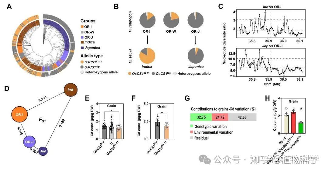 中国科学院亚热带农业生态研究所陈彩艳团队揭示水稻叶片表达基因Cd-safe 1调控籽粒镉积累的作用机制 - 知乎