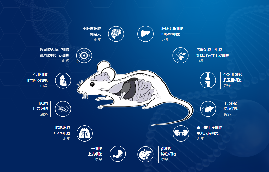 Cre-lox系统介绍及使用汇总 - 知乎