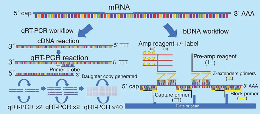 Branched-DNA和RT-qPCR分析平台在mRNA药物生物分析中的比较 - 知乎