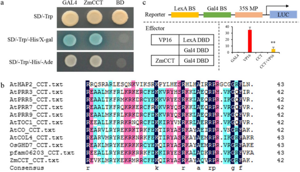 BMC Plant Biol｜DAP-seq和RNA-seq揭示转录因子ZmCCT调节玉米光周期依赖性开花和胁迫响应 - 知乎