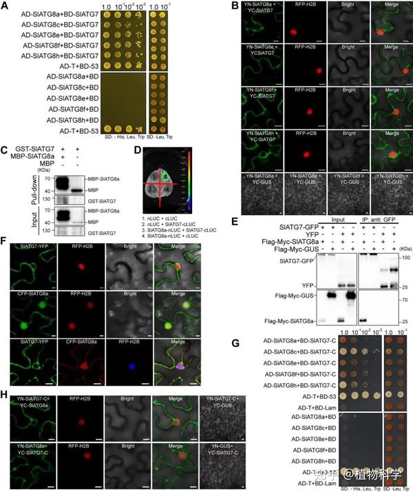 JIPB | 中国农科院植保所揭示双生病毒抑制细胞自噬的新机制 - 知乎