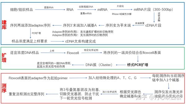 学习笔记|一文掌握RNA-seq理论部分 - 知乎