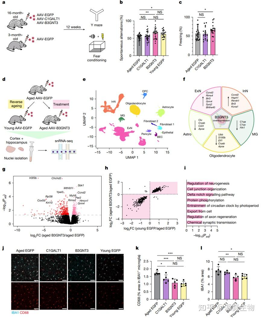 诺奖团队最新Nature：AAV基因治疗修复这层“糖黏液”，或能重建血脑屏障并延缓脑衰老！ - 知乎