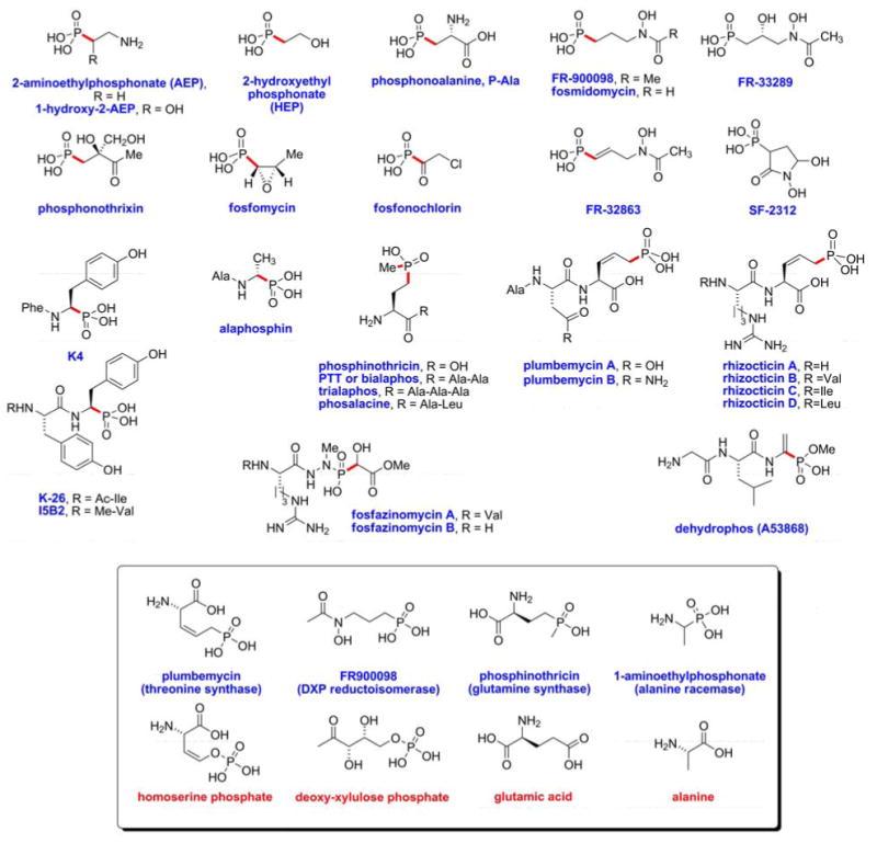 天然产物的碳 磷键:膦酸衍生物及其生物合成 Part 1 知乎