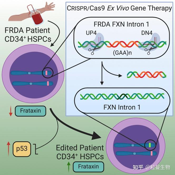 使用CRISPR-Cas9基因编辑技术治疗弗里德希氏共济失调（Friedreich's Ataxia, FRDA） - 知乎