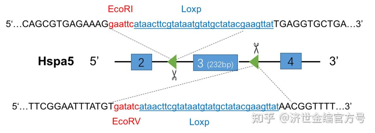 案例分享：Hspa5基因组织特异性敲除小鼠(Loxp)构建技术报告 - 知乎