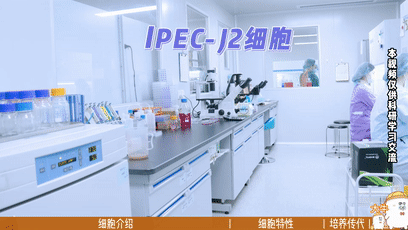 IPEC-J2细胞培养，猪正常肠上皮细胞培养攻略 - 丰晖生物 - 知乎