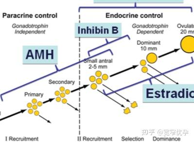 AMH 和 FSH 激素：你生育能力的关键因素 - 知乎