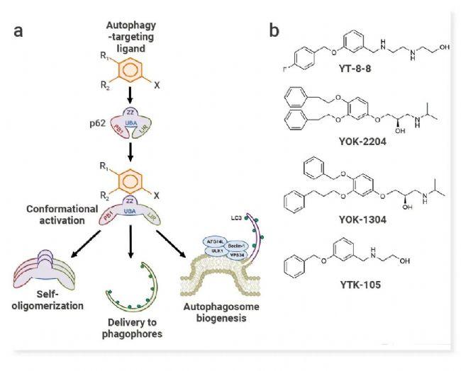 蛋白降解：AUTOTAC、第一代、第二代 AUTAC? 你分清了吗？ | MedChemExpress (MCE) - 知乎