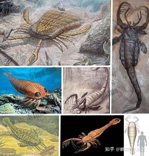 【动物界全系列】螯肢亚门—板足鲎纲 - 知乎