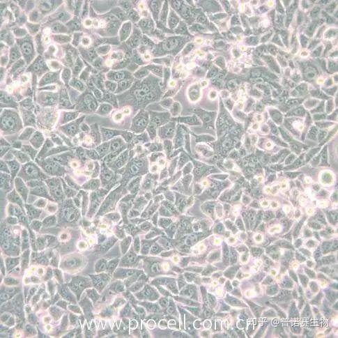 细胞学堂 | 注意这三点，让你的4T1细胞养得更漂亮 - 知乎