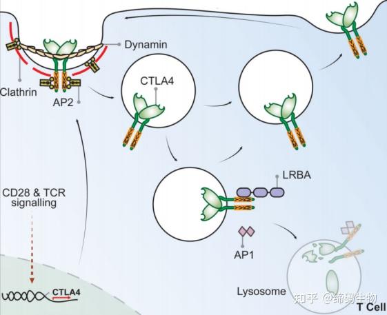 肿瘤免疫靶点 | CTLA-4 - 知乎