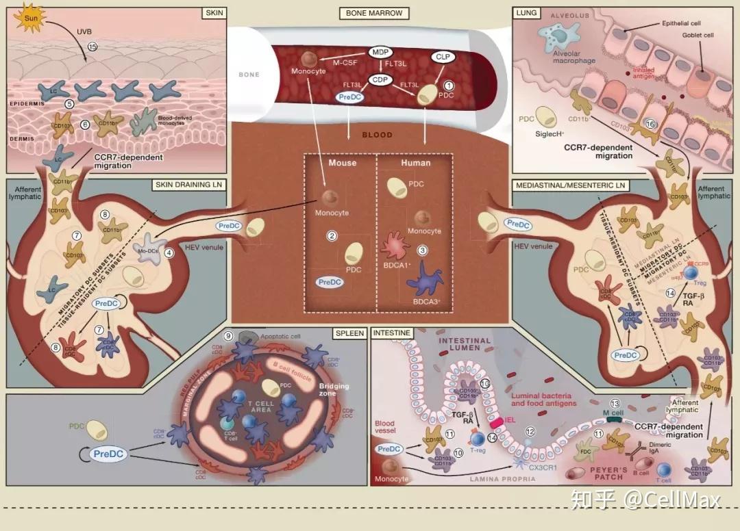 DC细胞特征及应用详解！ - 知乎