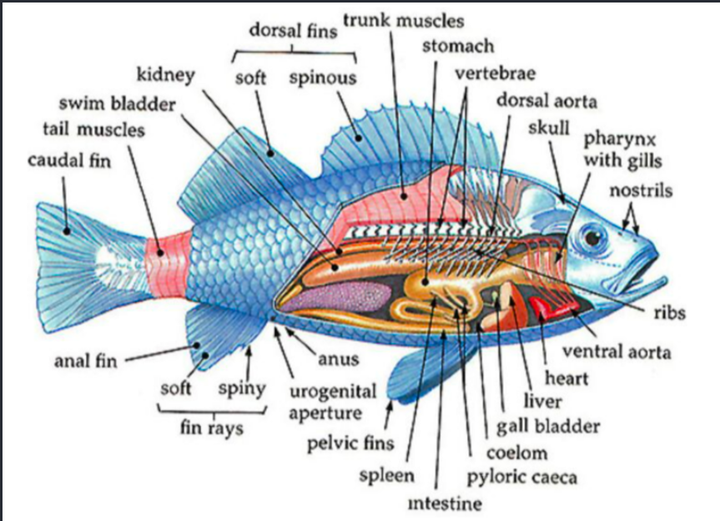 关于鱼身体部位的英文单词学习【英语学习】 - 知乎
