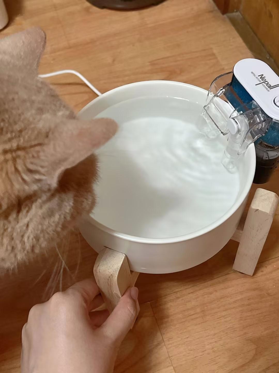 超简单的自制猫咪饮水机 教程分享来啦 知乎