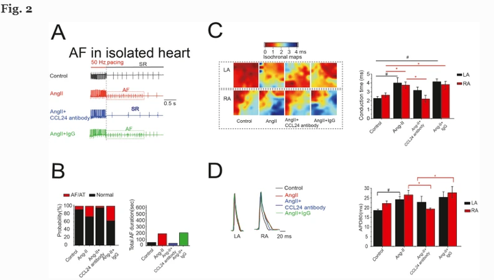 CCL24/CCR3轴通过刺激M2型巨噬细胞极化和成纤维细胞活化在Ang II诱导的心力衰竭中发挥核心作用 - 知乎