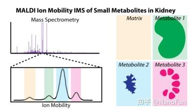 前沿2023|空间代谢组学与MALDI质谱成像 - 知乎