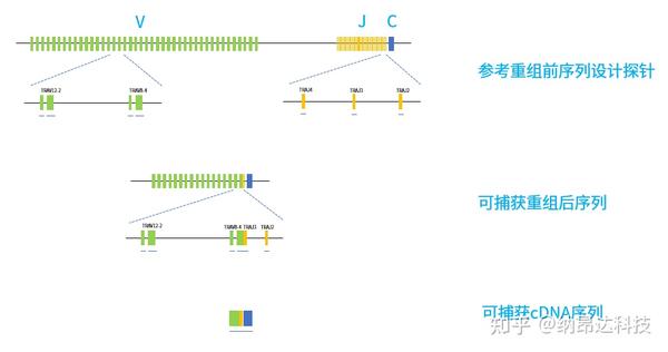 全面、准确评估免疫球蛋白(IG)/T细胞受体(TR)基因重组的新品来了！ - 知乎