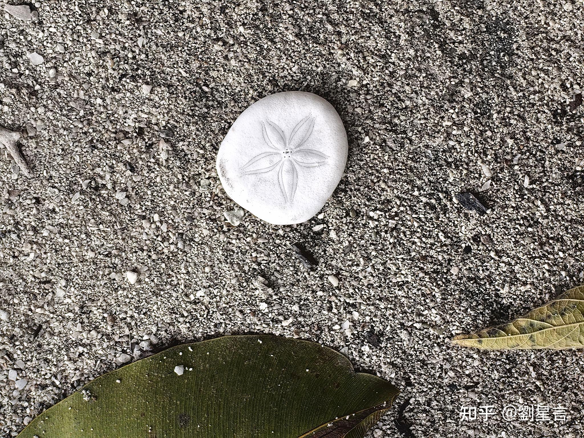 帕劳 Palau ---Terri的超详细旅行攻略 - 知乎