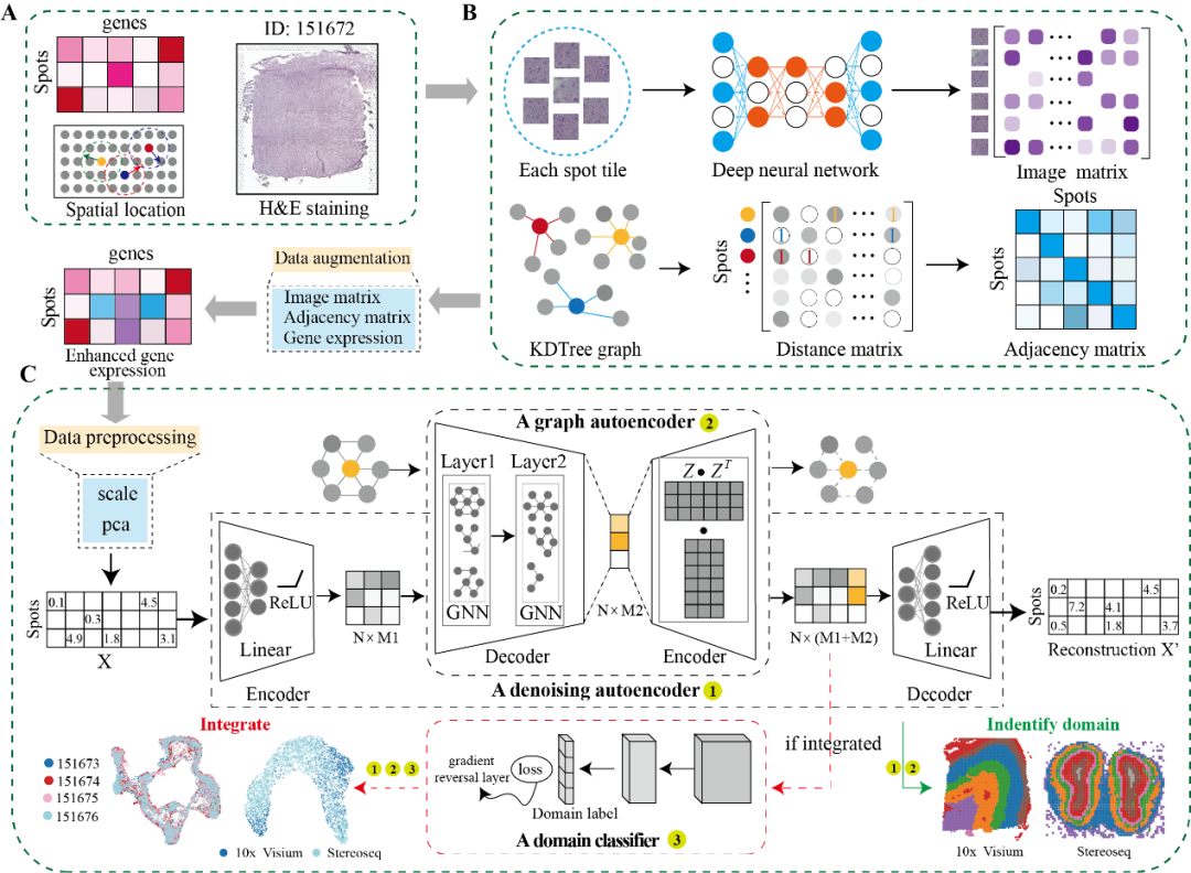 Nucleic Acids Res. | DeepST: 使用深度学习识别空间转录组的空间域 - 知乎