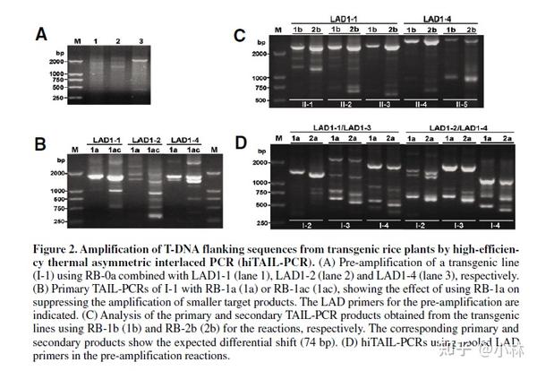 hiTail-PCR：利用PCR扩增未知侧翼序列 - 知乎