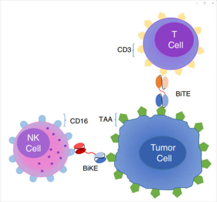 靶向CD16A，激活先天免疫系统的ADCC效应 - 知乎
