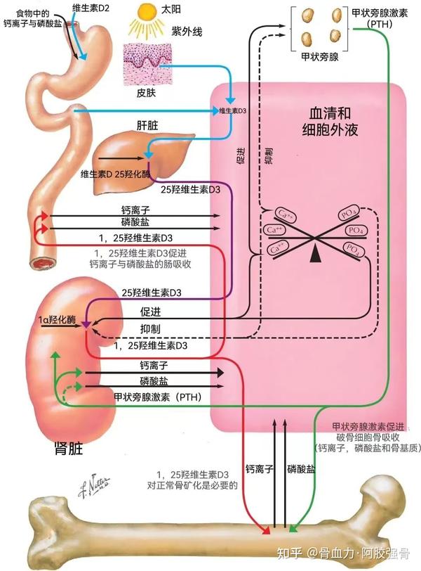 骨骼系统——钙磷代谢及调控 - 知乎