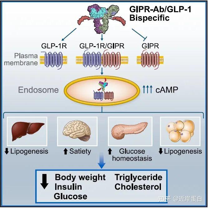 全长七次跨膜蛋白GIPR—降糖减重赛道重要靶点 - 知乎