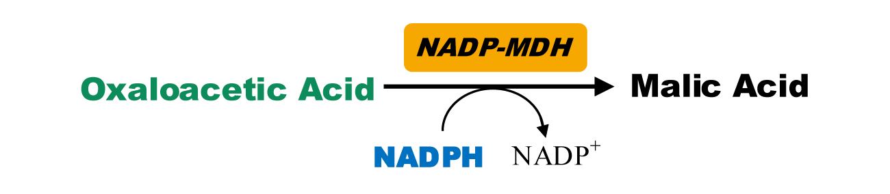 NADP-苹果酸脱氢酶（NADP-MDH）活性检测试剂盒（NADH速率法） - 知乎